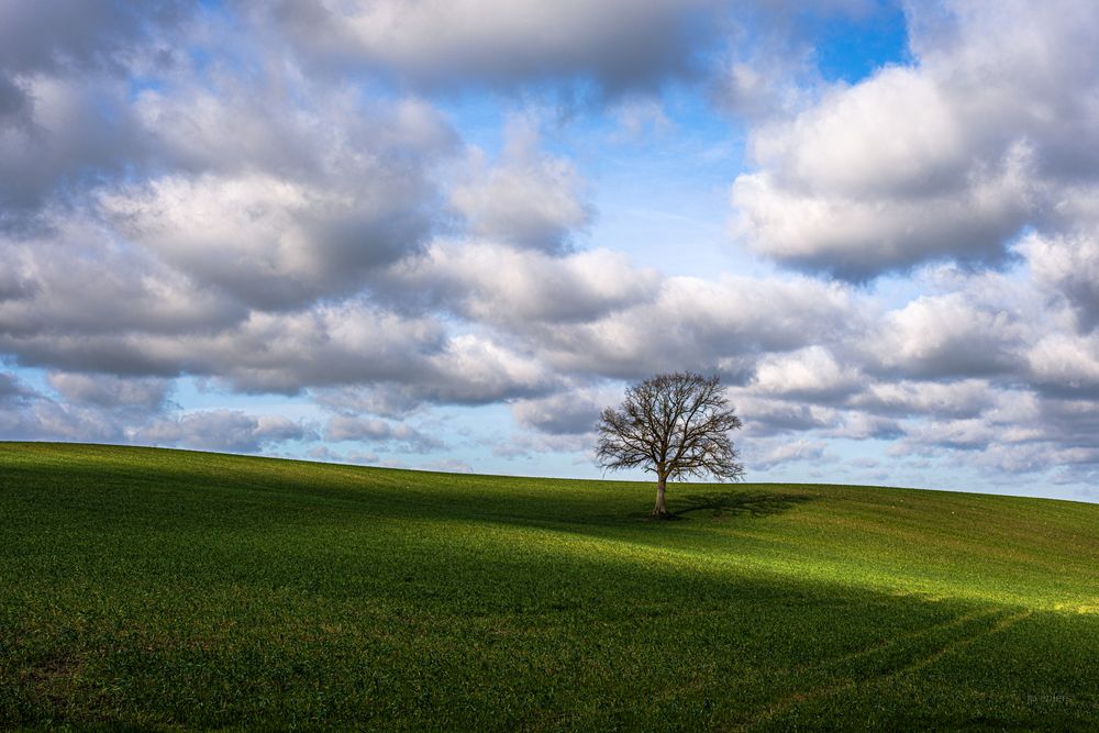 Baum in sonniger Alleinlage Foto & Bild | bäume, baum, himmel Bilder ...