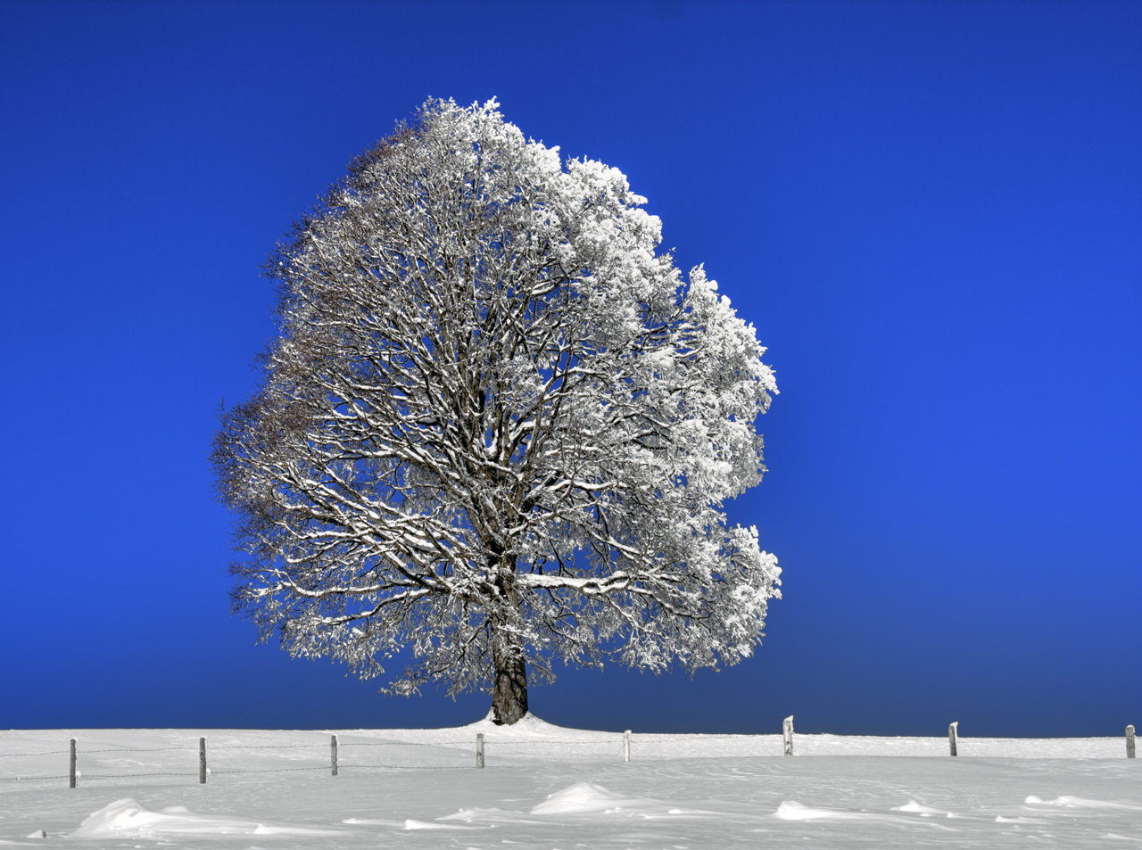 Baum in Winterlandschaft Foto & Bild | winter, natur, jahreszeiten Bilder auf fotocommunity