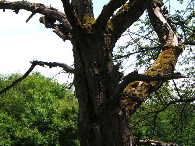 Baum mit Moos Foto & Bild | natur Bilder auf fotocommunity