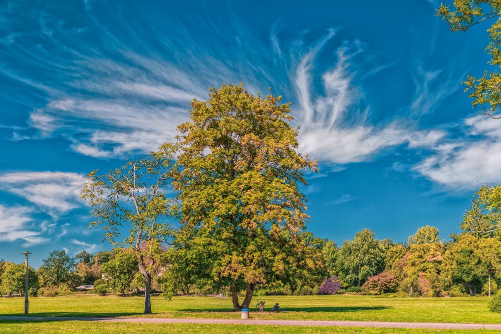 Baum mit Woken Foto & Bild | landschaft, lebensräume, park Bilder auf ...