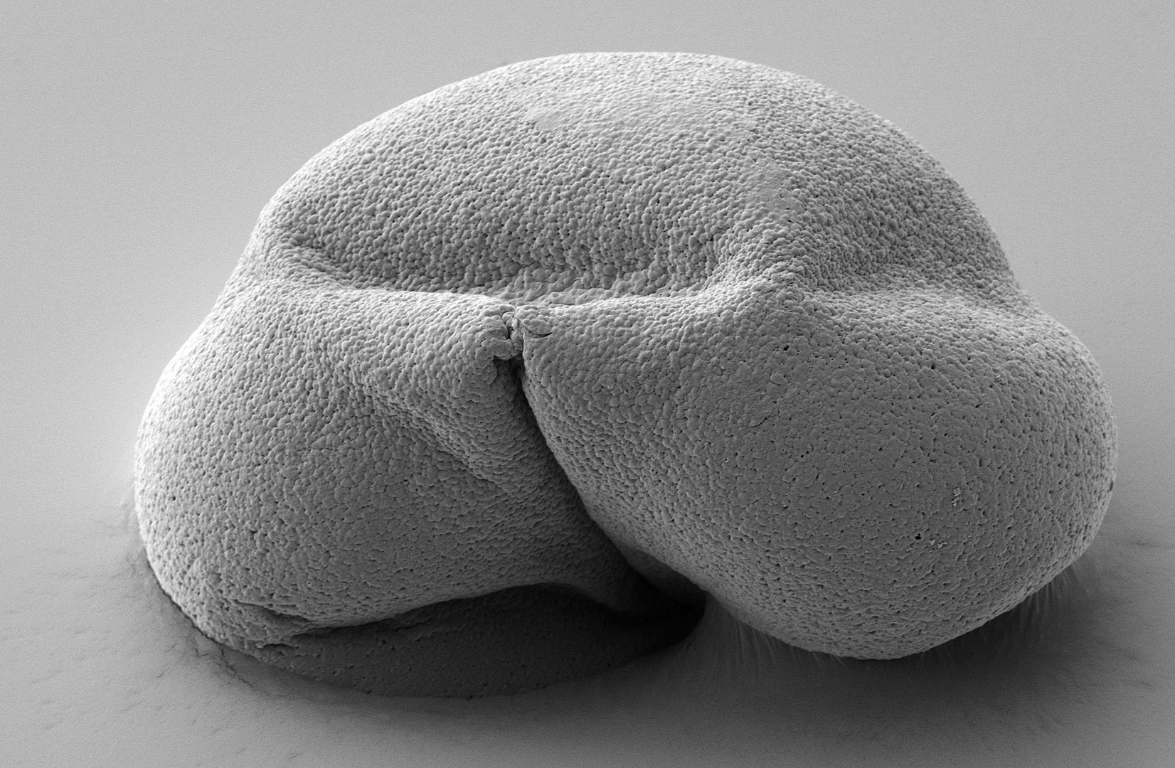 Baum-Pollen Foto & Bild | spezial, makro, baum Bilder auf fotocommunity