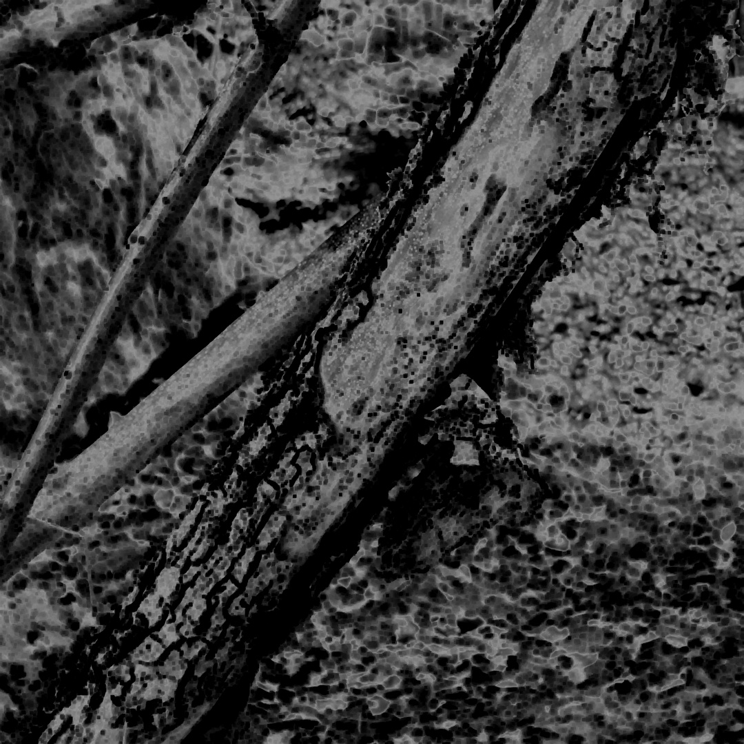 Baum / Tree Foto & Bild | pflanzen, pilze & flechten, bäume, baumrinden ...