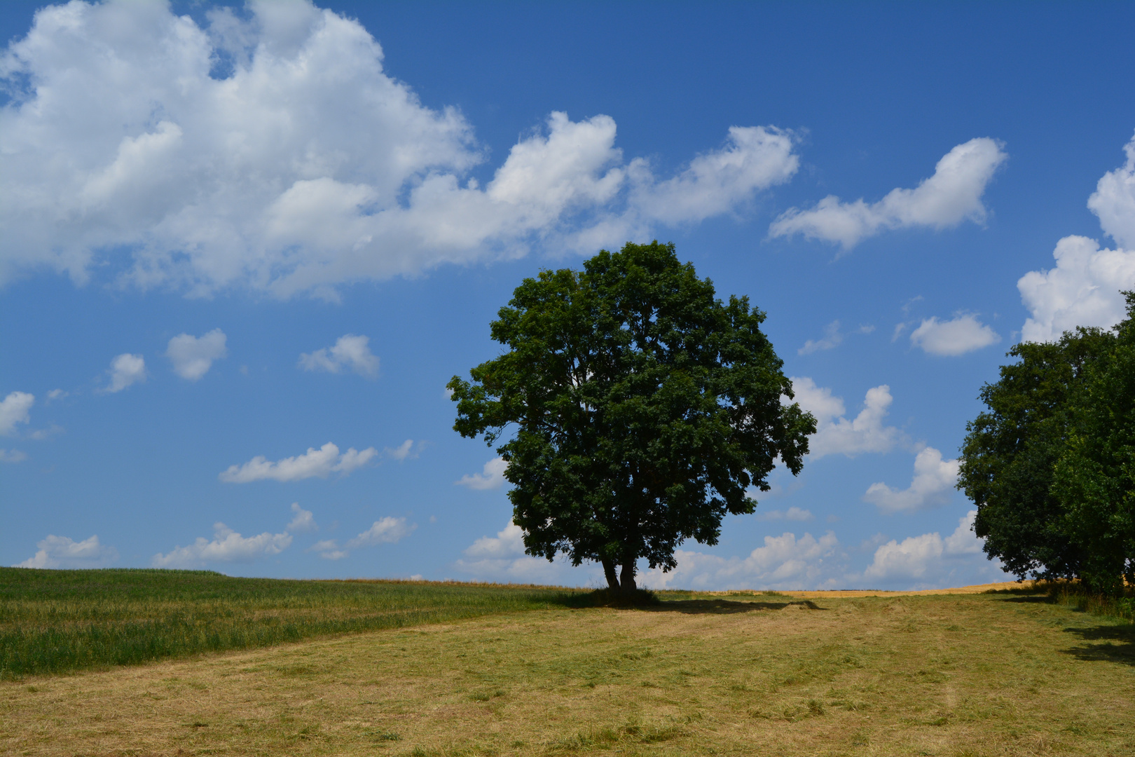 Baum untern bayerischen Himmel Foto & Bild | fotos, himmel, natur ...