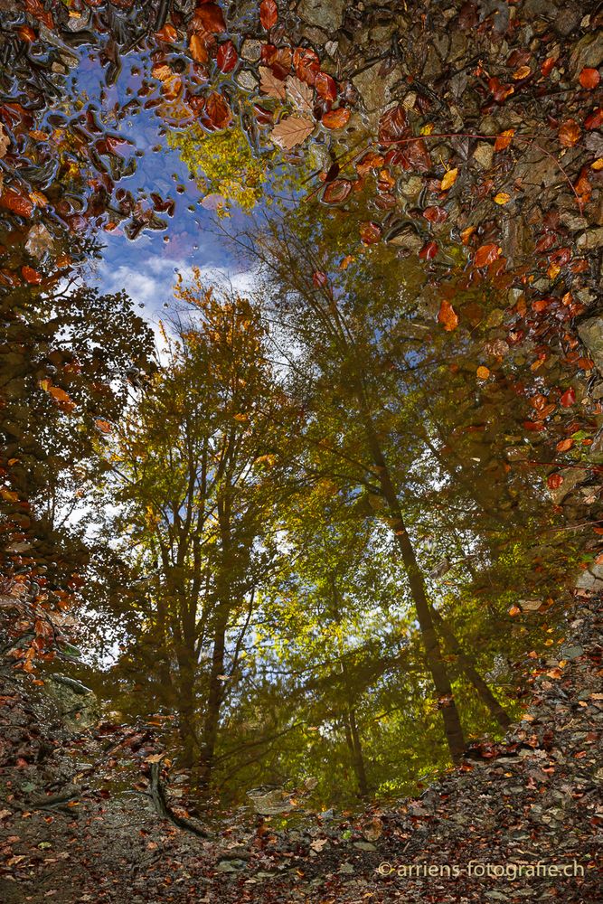 Baumblättertümpel Foto & Bild | europe, benelux, jahreszeiten Bilder auf fotocommunity