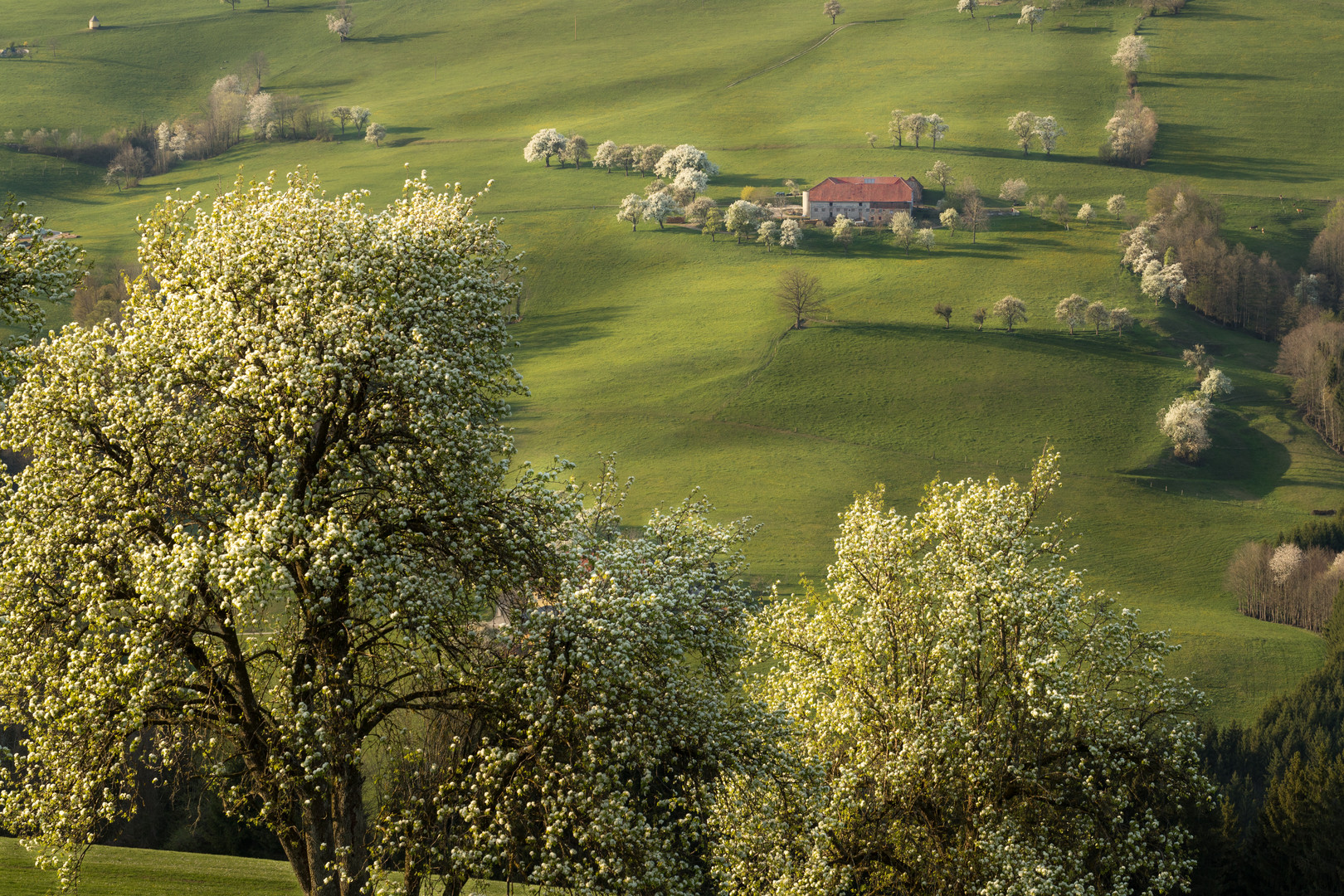 Baumblüte m Mostviertel Foto & Bild | bäume, frühling, natur Bilder auf ...