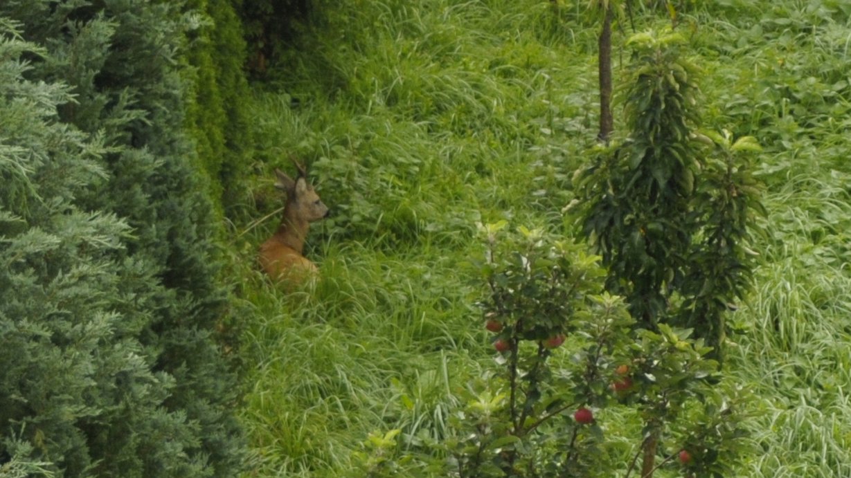 Baumeln Foto & Bild | tiere, wildlife, säugetiere Bilder auf fotocommunity