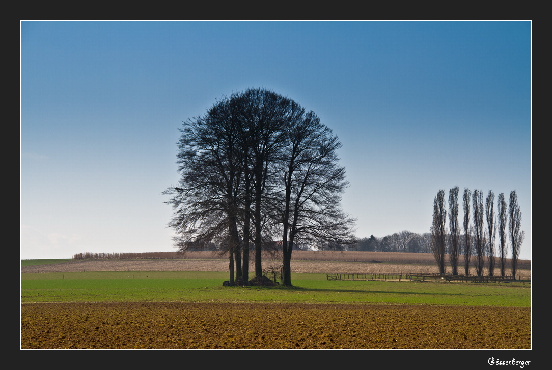 Baumgruppen Foto & Bild | landschaft, Äcker, felder & wiesen ...