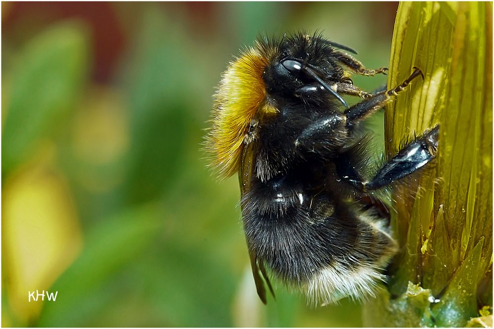 Baumhummel (Bombus hypnorum) Foto & Bild | tiere, wildlife, insekten ...