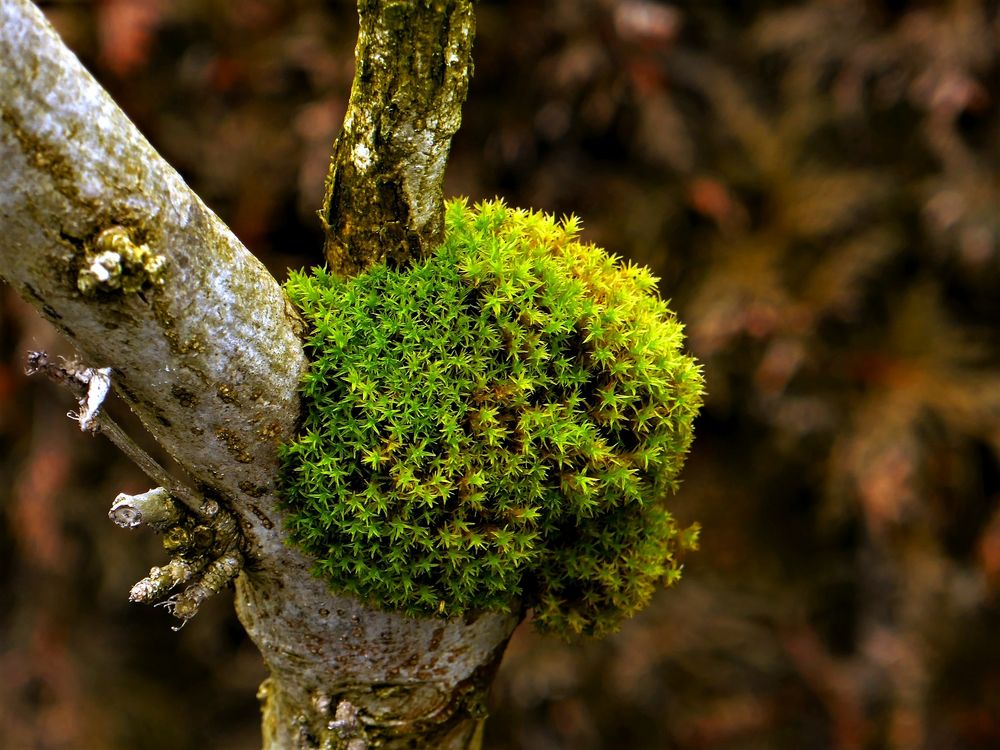 Baummoos Foto & Bild | pflanzen, pilze & flechten, moose & farne, moos ...