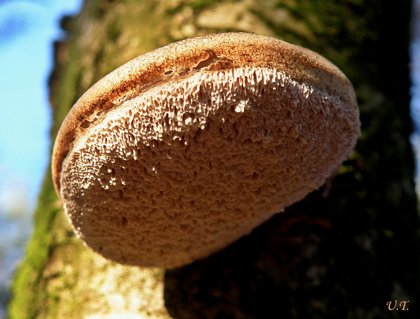 Baumpilz # 12 Foto & Bild | pflanzen, pilze & flechten, pilze ...