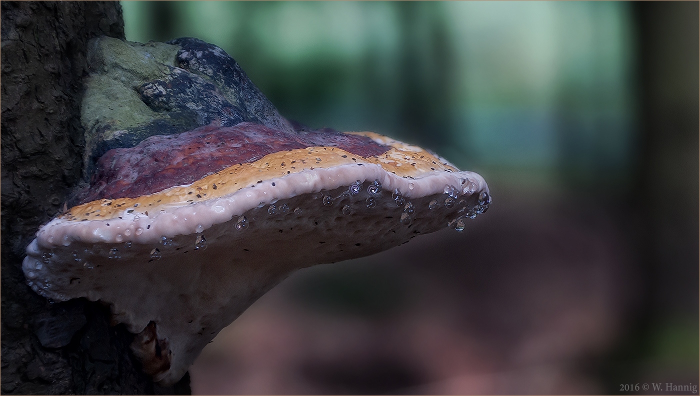 Baumpilz Foto & Bild | natur, pilz, sauerland Bilder auf fotocommunity