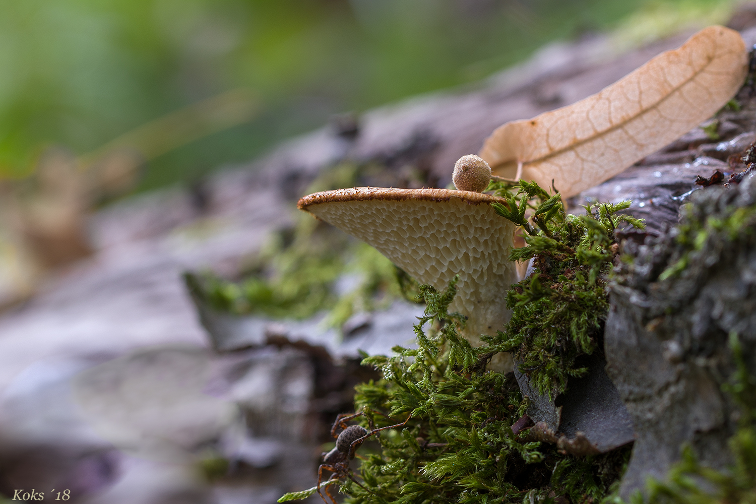Baumpilz Foto & Bild | pflanzen, pilze & flechten, pilze & flechten ...