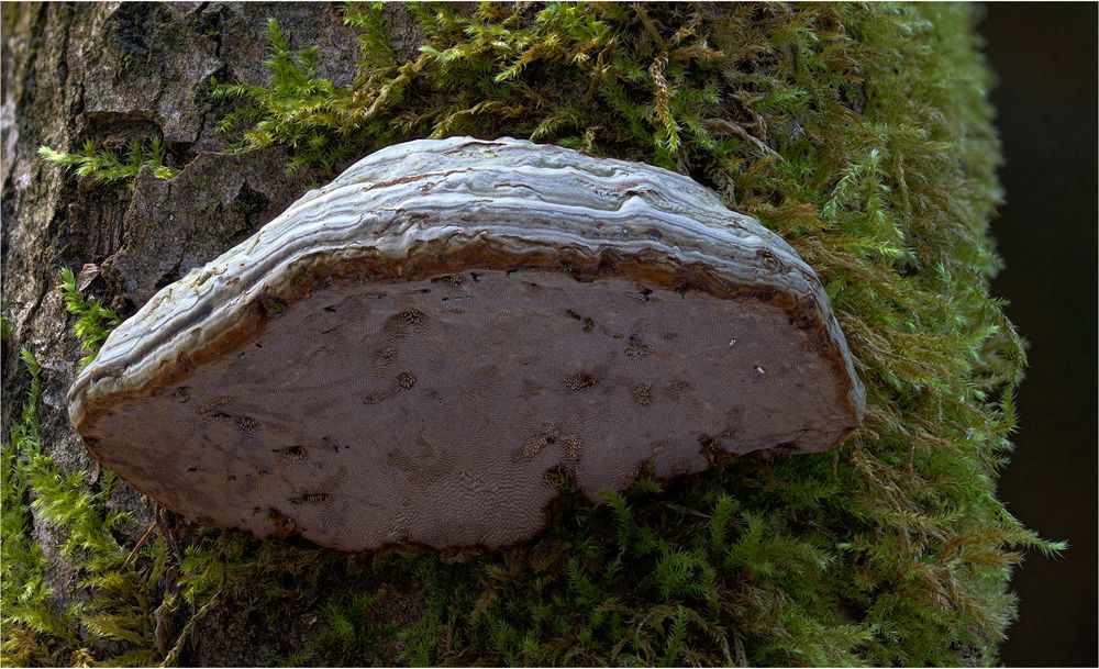 Baumpilz Foto & Bild | fotos, wald, makro Bilder auf fotocommunity