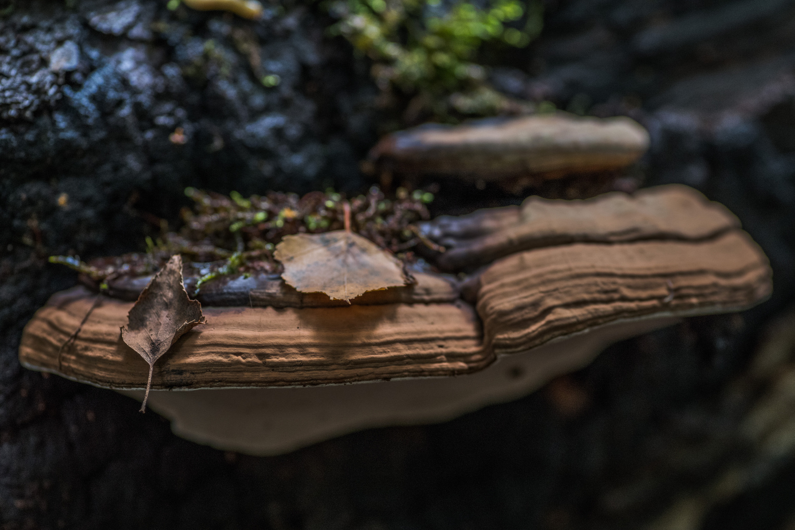 Baumpilz Foto & Bild | pflanzen, pilze & flechten, pilze & flechten ...