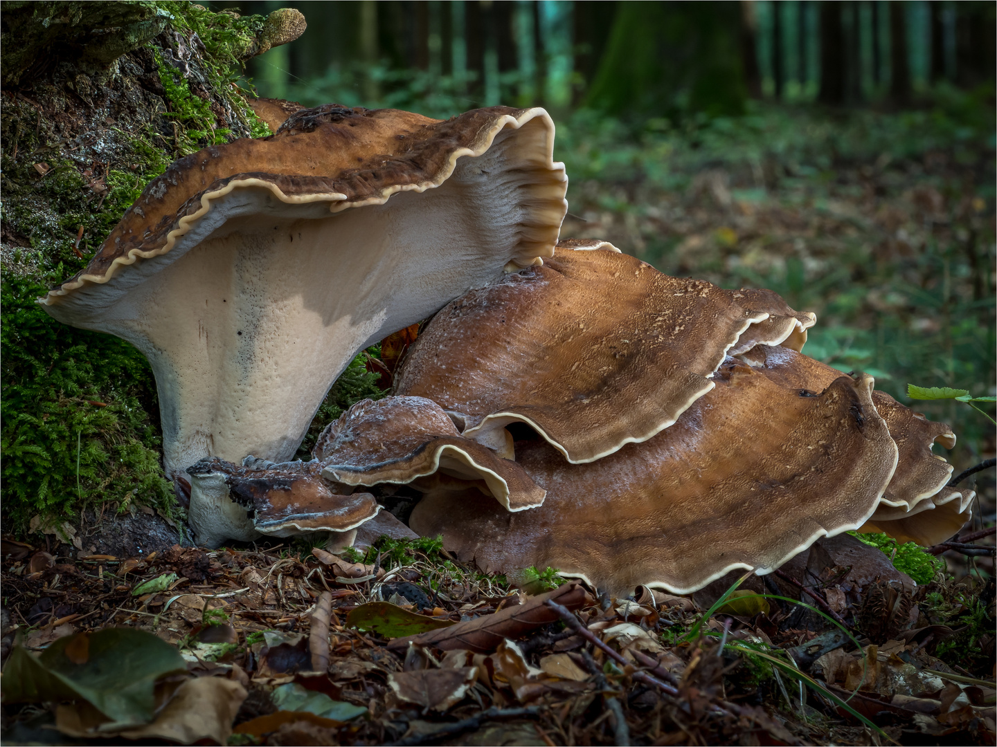 Baumpilz Foto & Bild | makro, natur, pflanzen Bilder auf fotocommunity