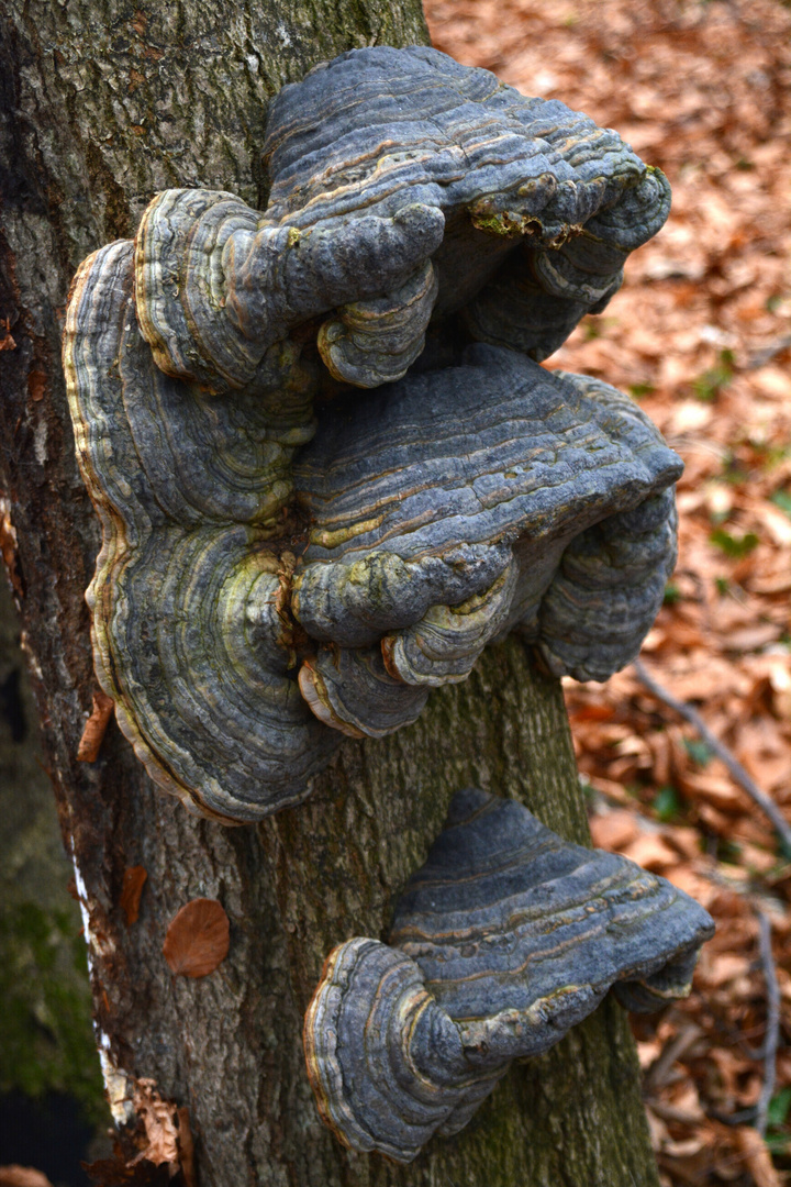 Baumpilz Foto & Bild | pflanzen, pilze & flechten, pilze & flechten ...