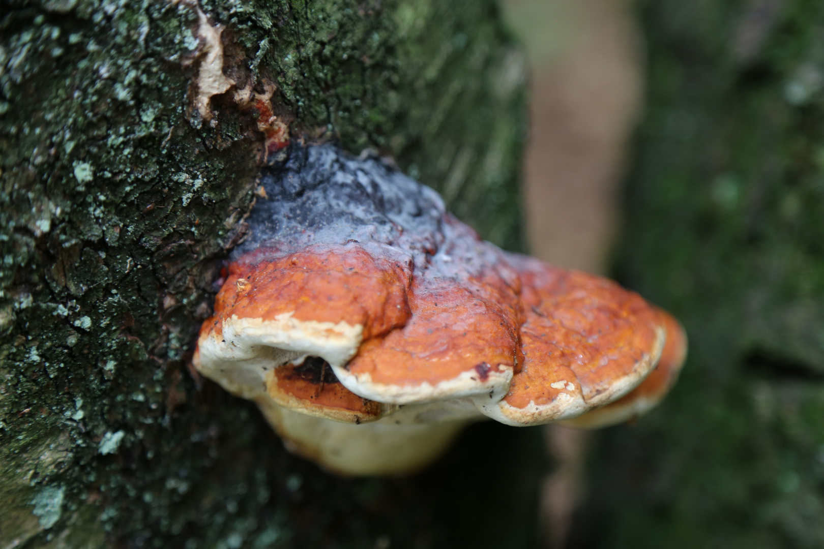 Baumpilz Foto & Bild | pflanzen, pilze & flechten, pilze & flechten ...