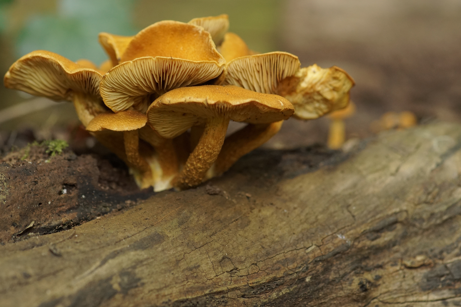 Baumpilz Foto & Bild | herbst, pilz, pilze Bilder auf fotocommunity