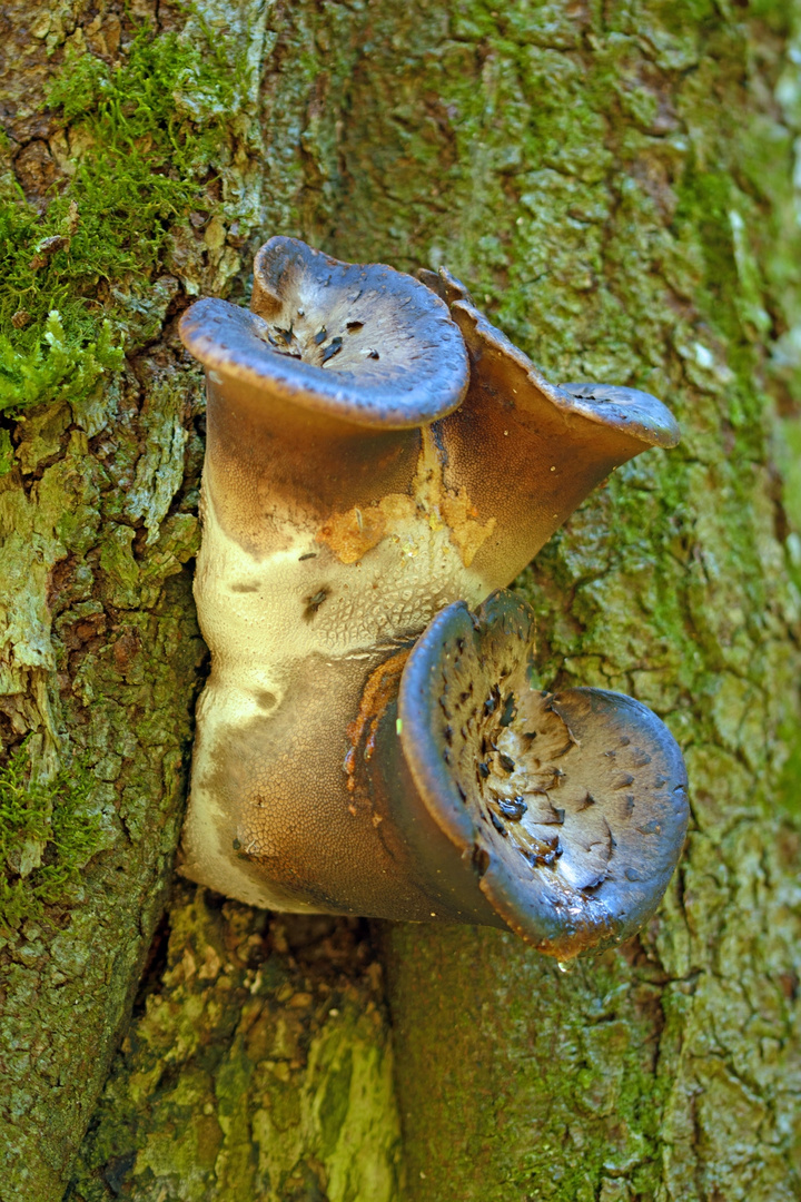 Baumpilz. Foto & Bild | pflanzen, pilze & flechten, pilze & flechten ...