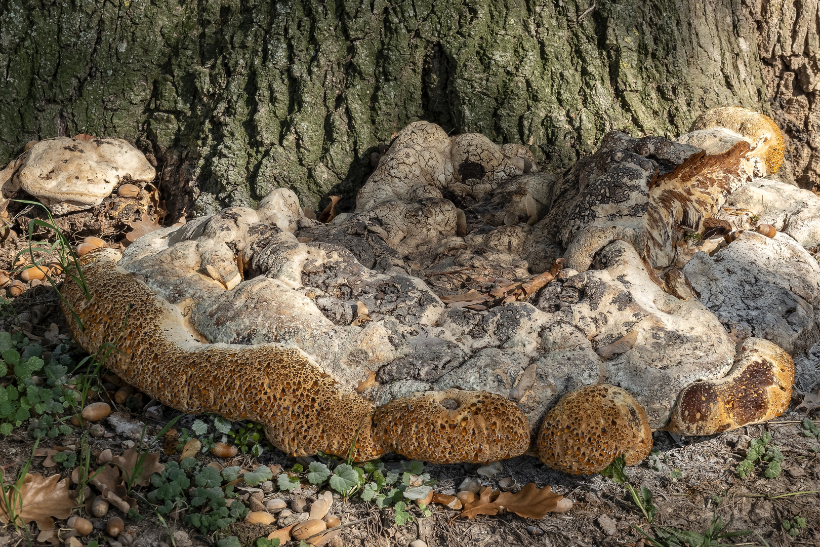 Baumpilz Foto & Bild | natur, pflanzen, pilze Bilder auf fotocommunity