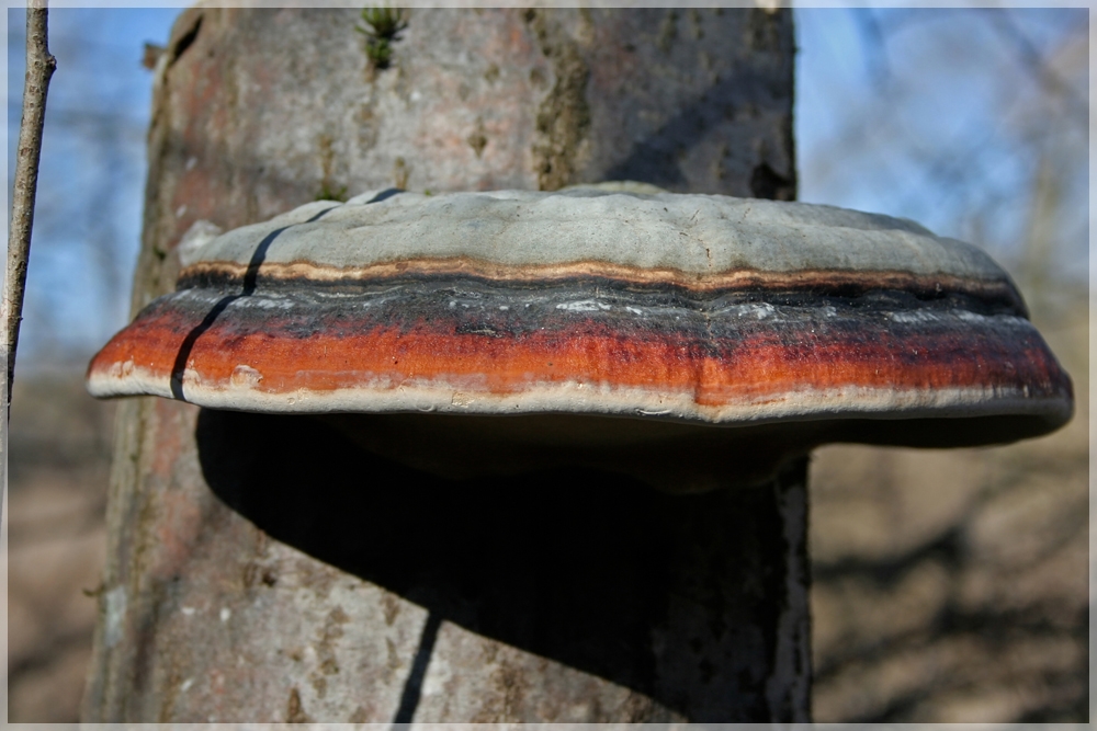 Baumpilz Foto & Bild | pflanzen, pilze & flechten, pilze & flechten ...