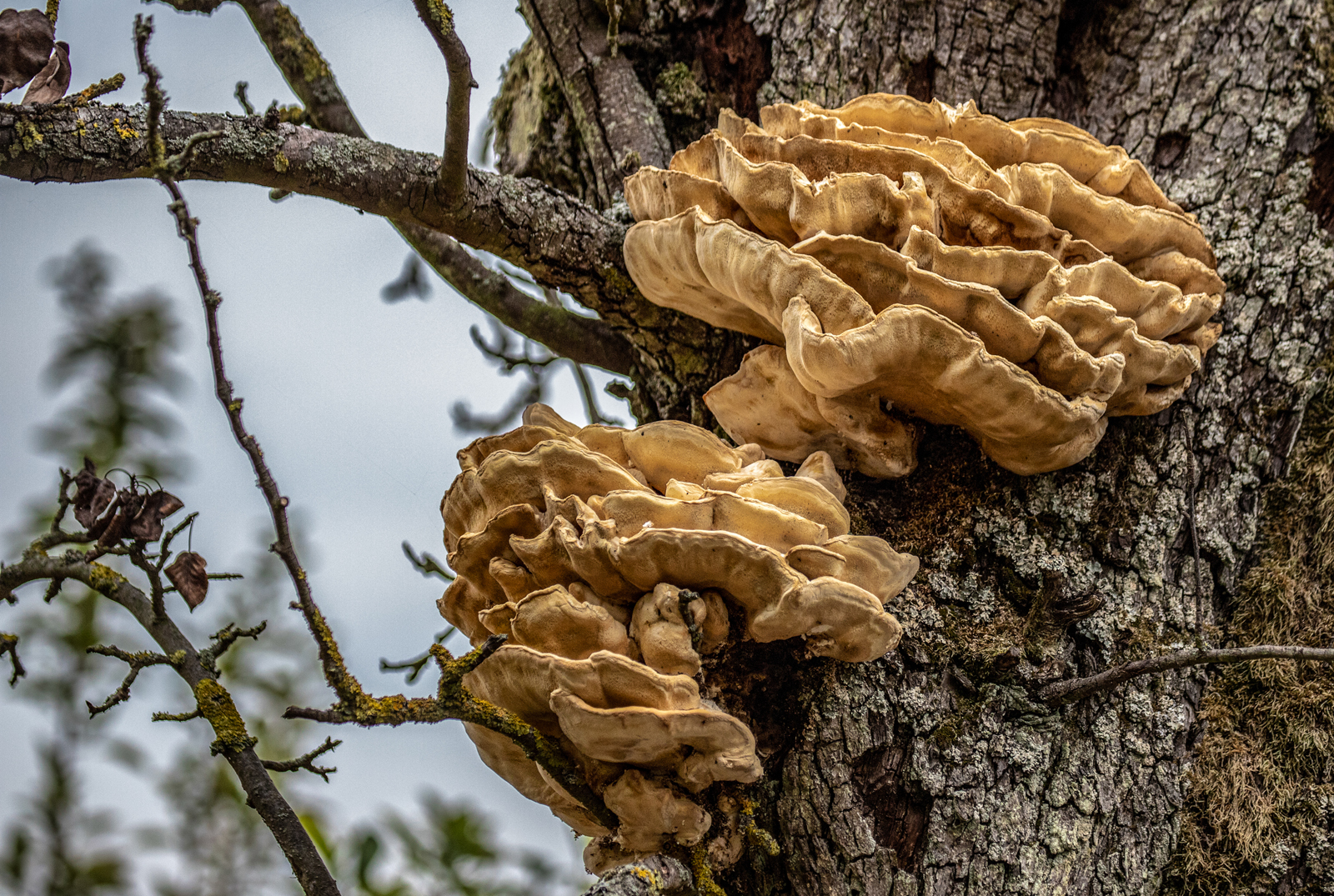 Baumpilz Foto & Bild | pflanzen, pilze & flechten, bäume, pilze ...