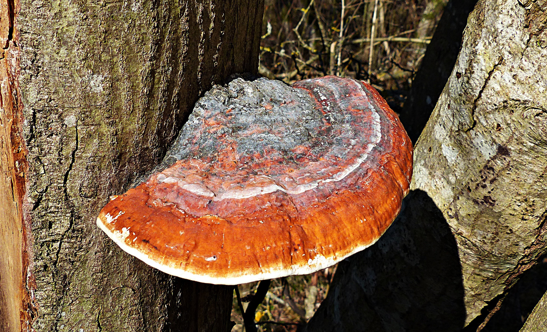 Baumpilz Foto & Bild | pflanzen, pilze & flechten, pilze & flechten ...