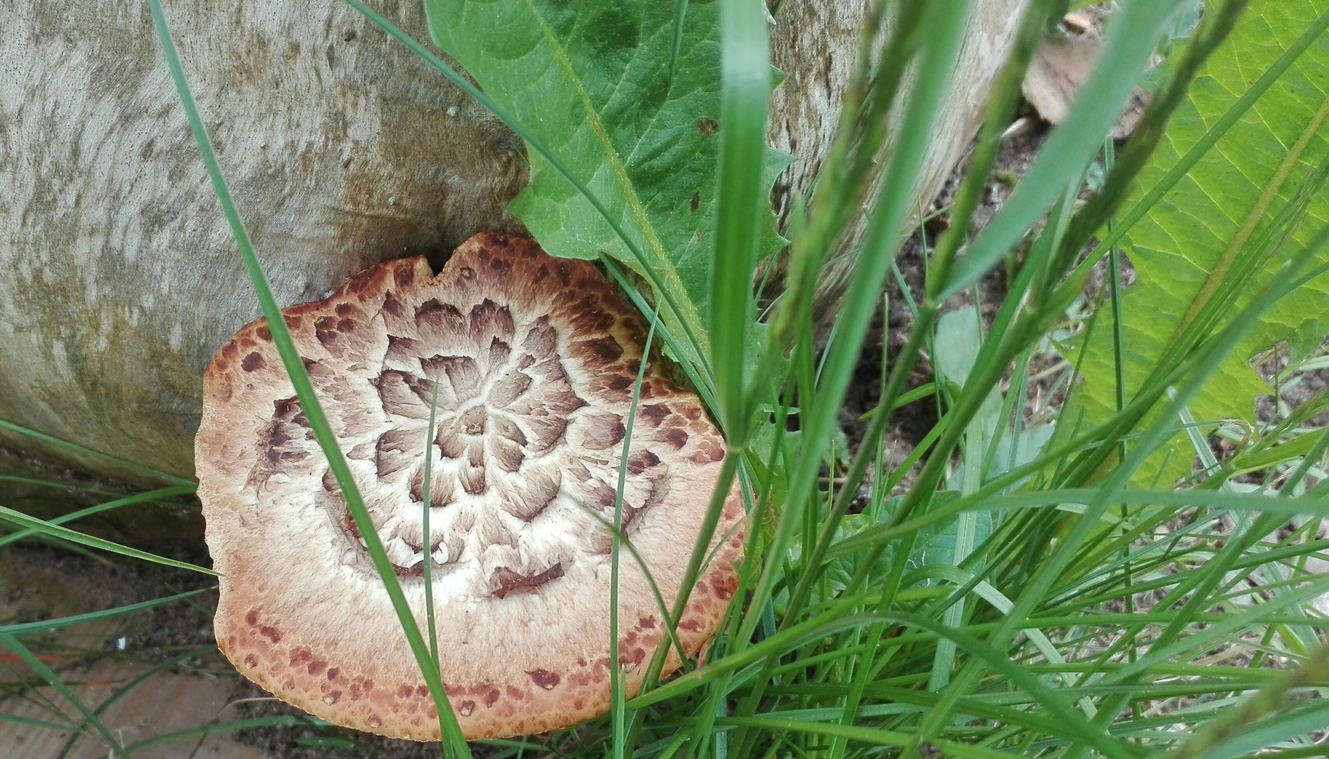 Baumpilz Foto & Bild | pflanzen, pilze & flechten, natur Bilder auf ...