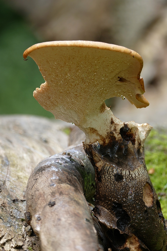 "Baumpilz" Foto & Bild | natur, landschaft, pflanzen Bilder auf ...