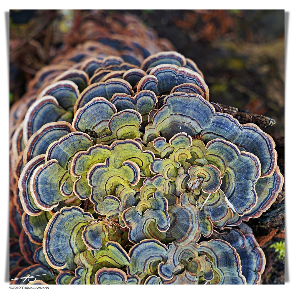 Baumpilz#4_190407 Foto & Bild | nah- & makro, pflanzen, pilze ...