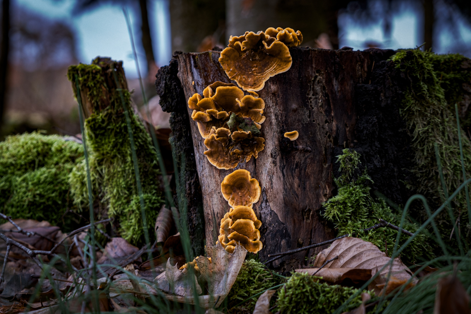 Baumpilze Foto & Bild | pflanzen, pilze & flechten, bäume, pilze ...