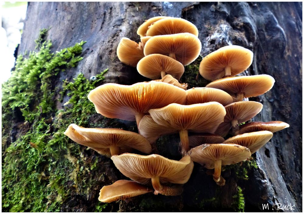 Baumpilze ! Foto & Bild | pflanzen, pilze & flechten, oktober, natur ...