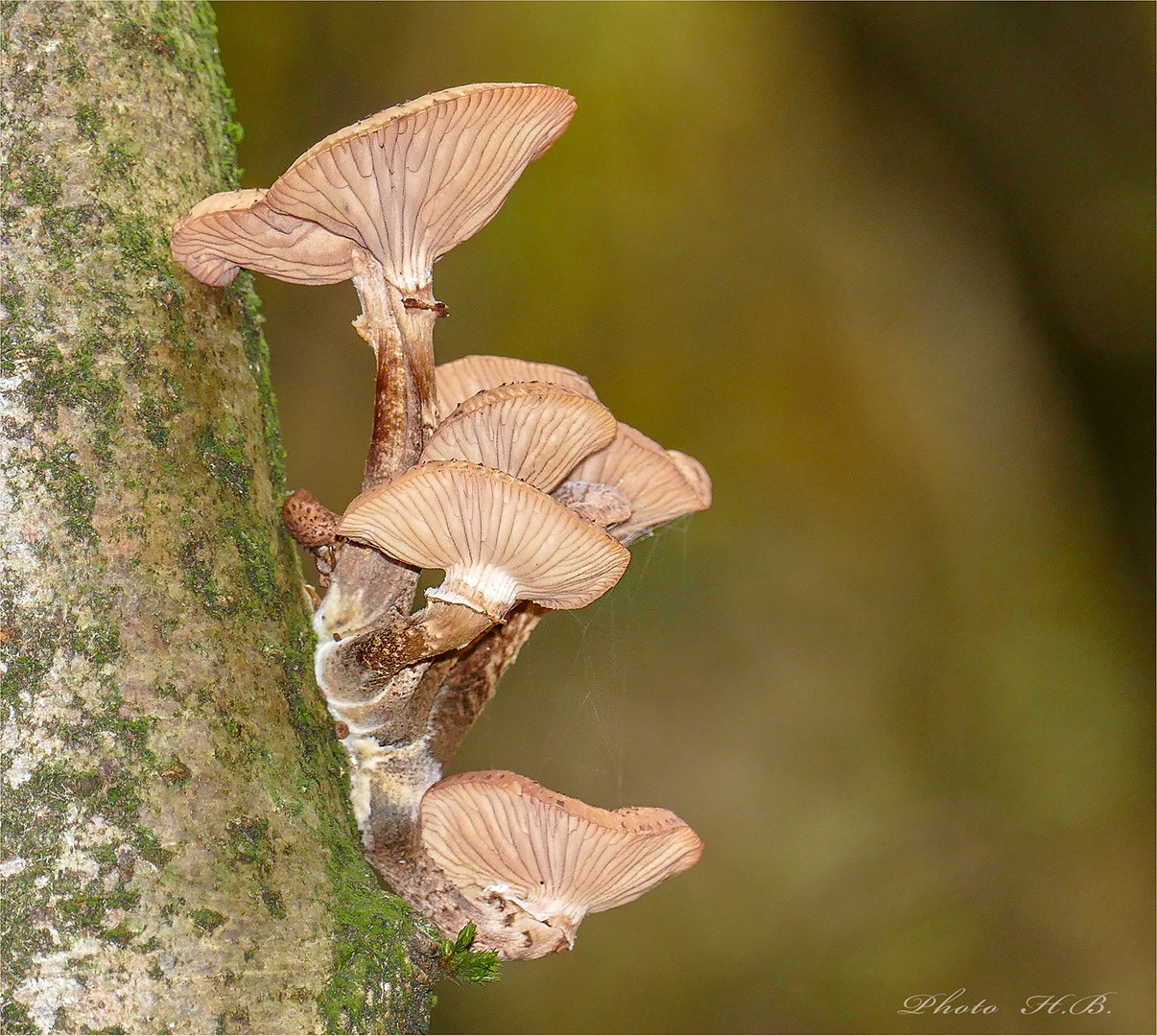 BAUMPILZE Foto & Bild | spezial, natur, herbst Bilder auf fotocommunity