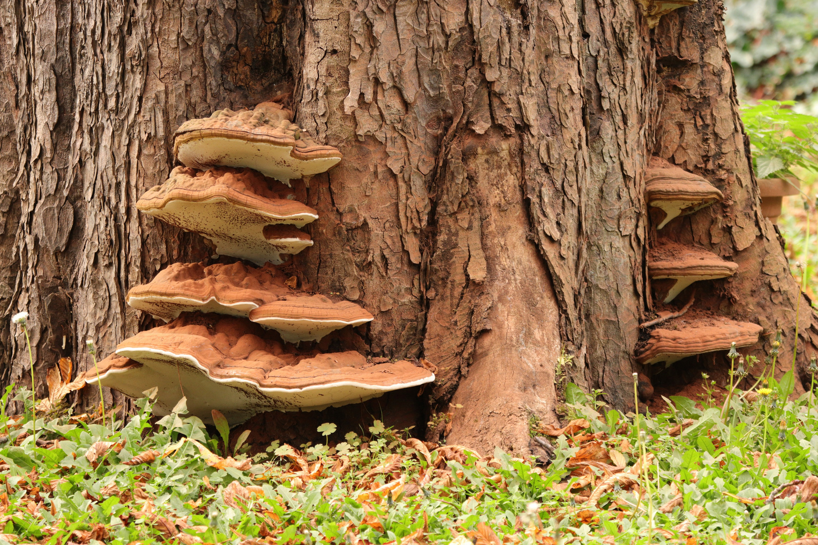 Baumpilze Foto & Bild | pflanzen, pilze & flechten, pilze & flechten ...