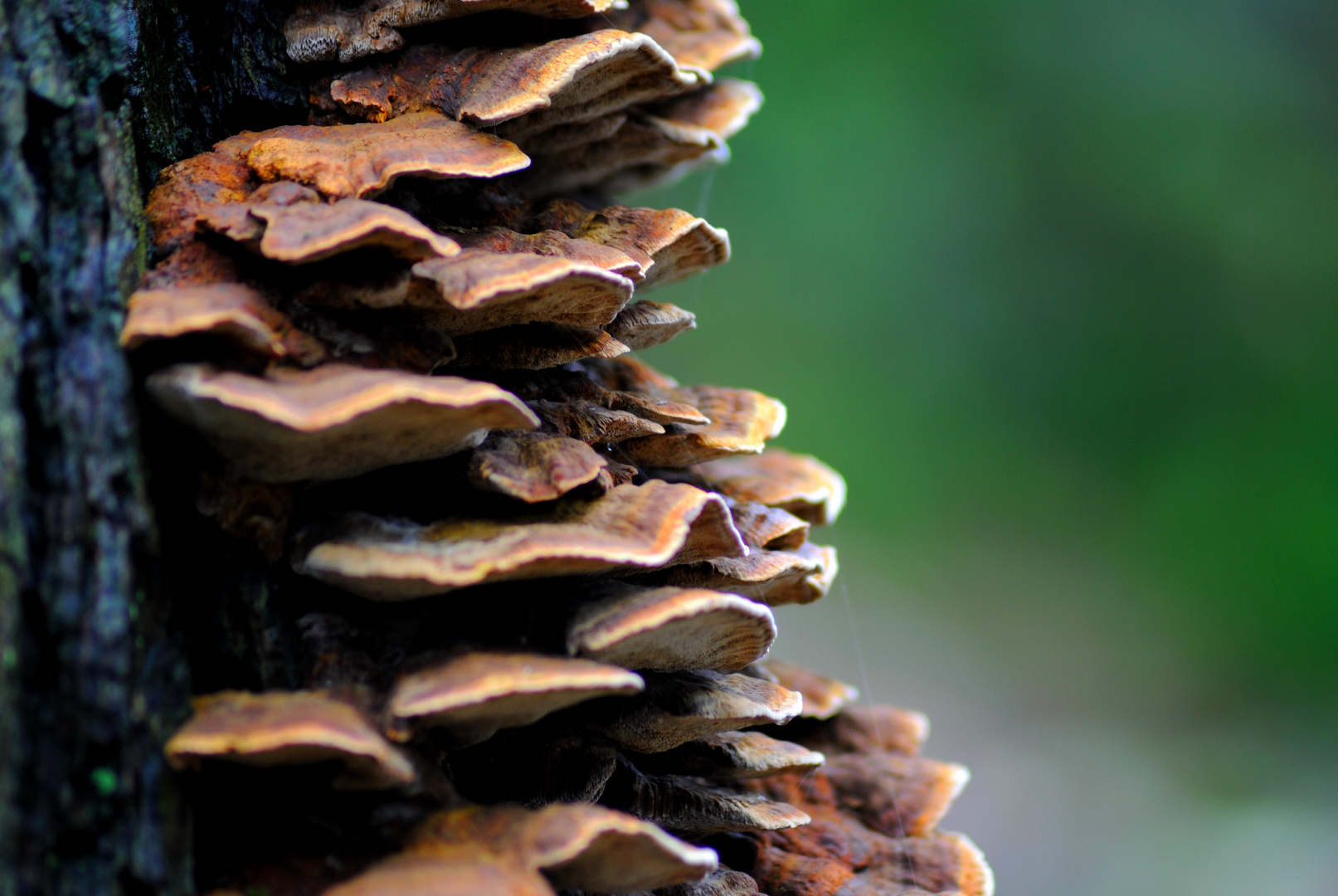 Baumpilze Foto & Bild | pflanzen, pilze & flechten, pilze & flechten ...