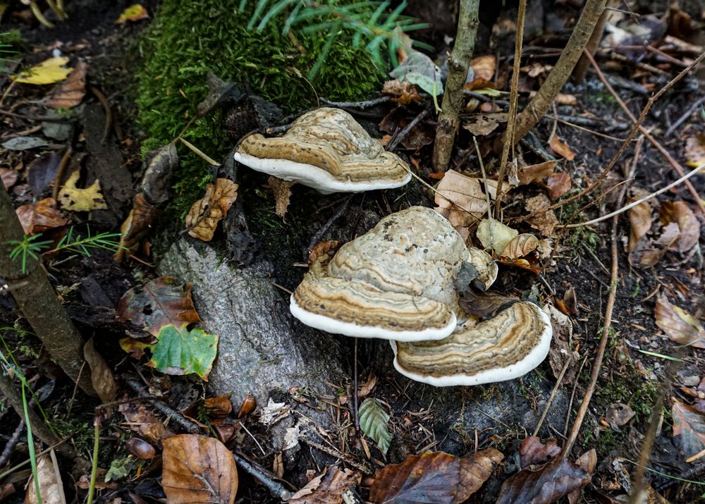 Baumpilze Foto & Bild | pflanzen, pilze & flechten, landschaft ...
