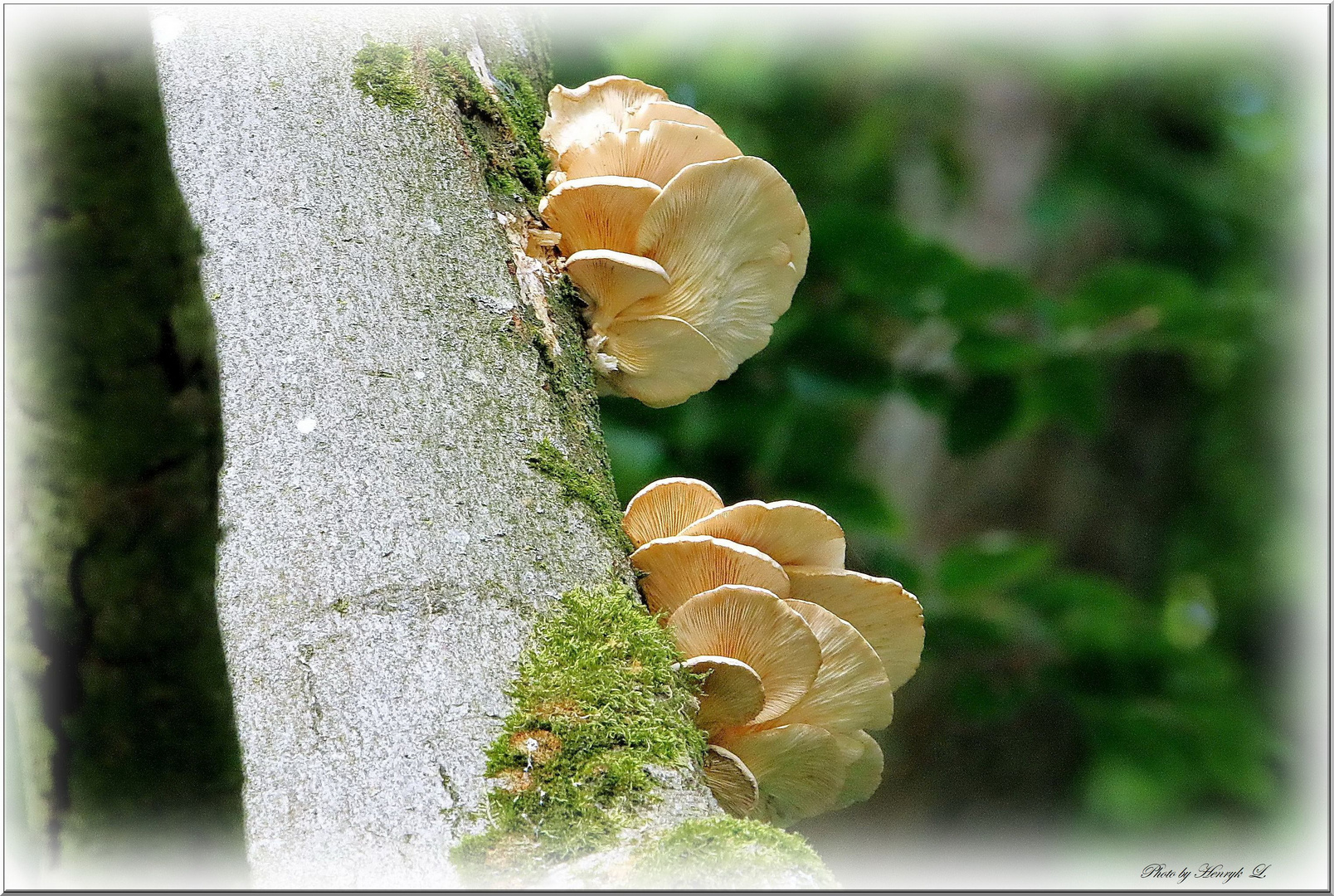 Baumpilze Foto & Bild | pflanzen, pilze & flechten, pilze & flechten ...