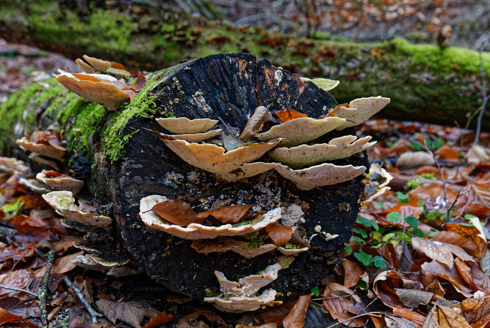 Baumpilze Foto & Bild | wald, bäume, winter Bilder auf fotocommunity