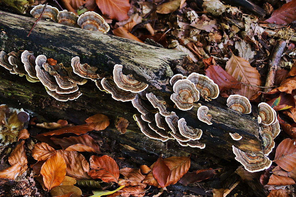 Baumpilze am moraden Baumstamm Foto & Bild | pflanzen, pilze & flechten, pilze & flechten ...