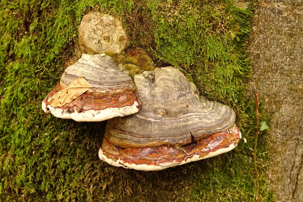 Baumpilze Foto & Bild | wald, outdoor, bäume Bilder auf fotocommunity