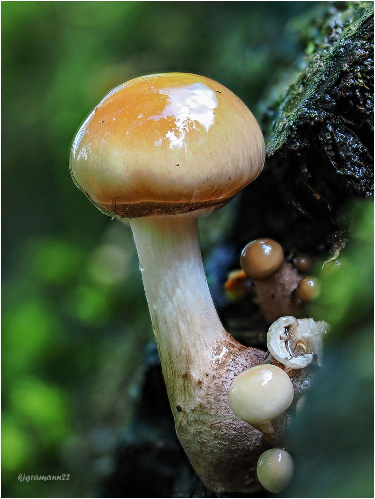 baumpilze.... Foto & Bild | pflanzen, pilze & flechten, pilze & flechten, natur-makros Bilder ...