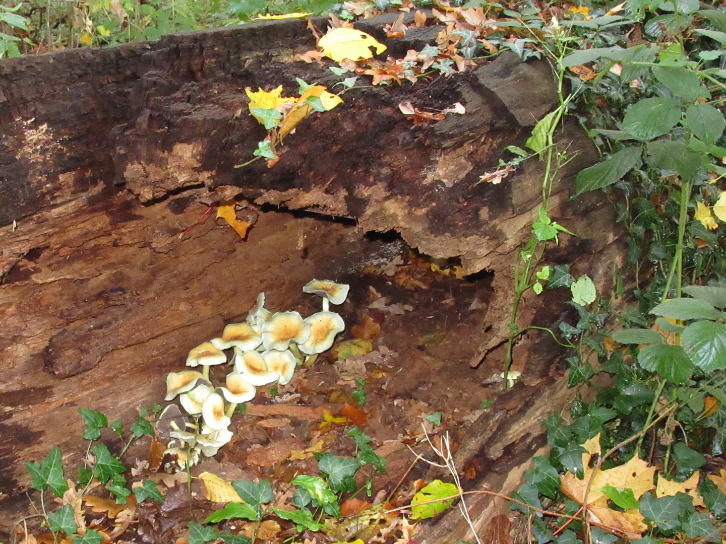 Baumpilze oder Pilze im Baum Foto & Bild | pflanzen, pilze & flechten, pilze & flechten, wald ...
