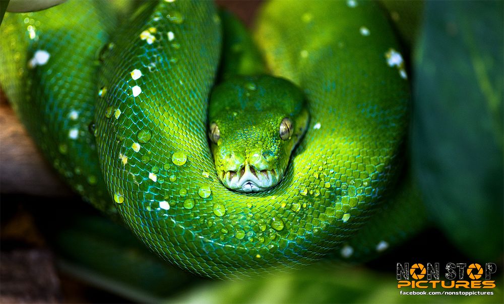 Baumpython Foto & Bild | tiere, zoo, wildpark & falknerei, amphibien ...