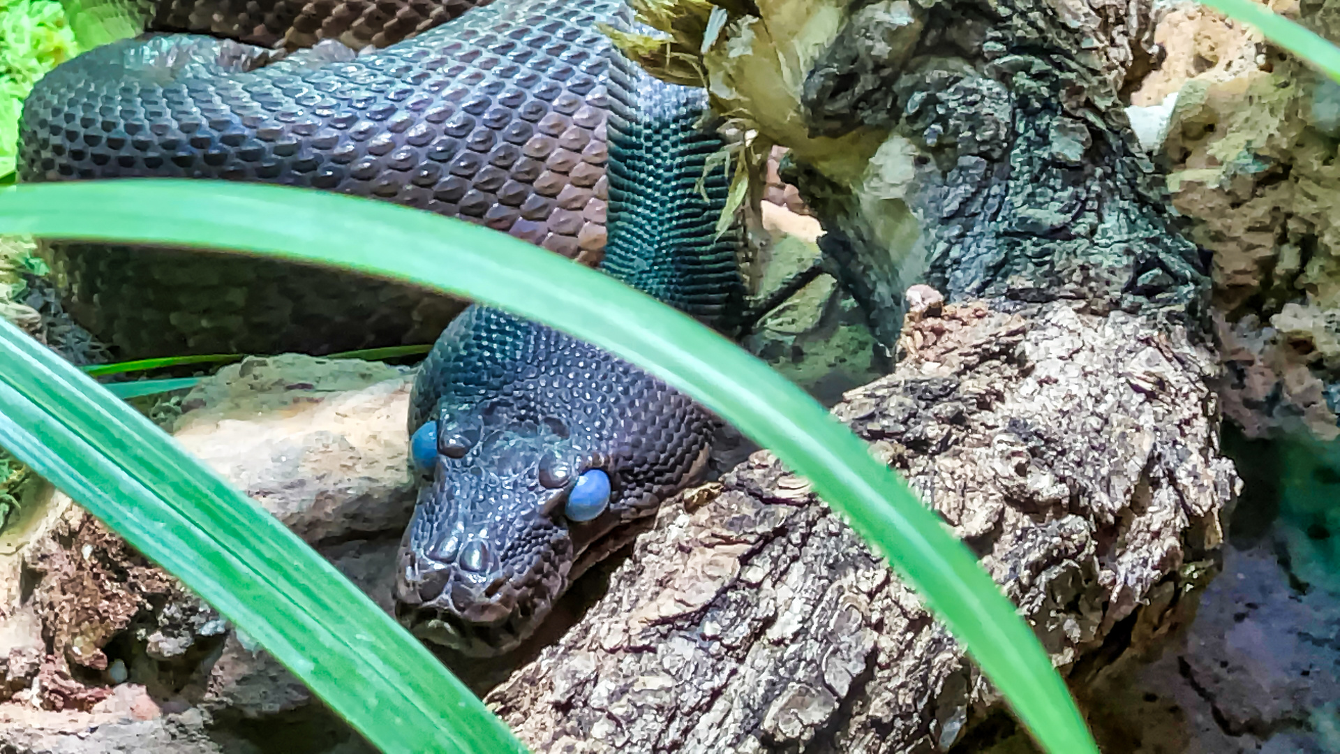 Baumpython Foto & Bild | deutschland, europe, nordrhein- westfalen ...