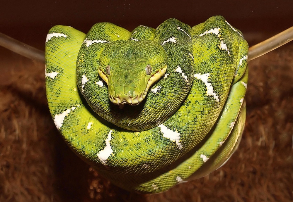 Baumpython Foto & Bild | tiere, zoo, wildpark & falknerei, amphibien ...