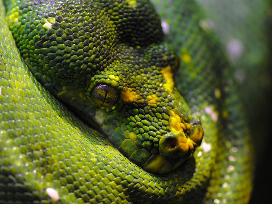 Baumpython Foto & Bild | tiere, zoo, wildpark & falknerei, amphibien ...