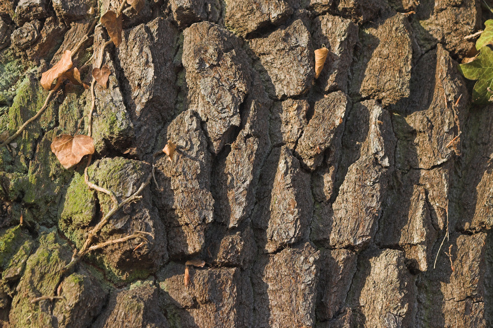 Baumrinde Foto & Bild | abstraktes, strukturen, strukturen & formen ...