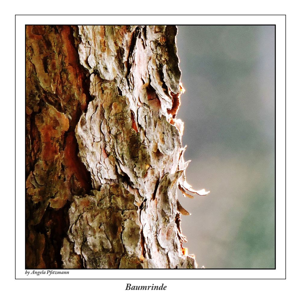 Baumrinde Foto & Bild | baum, natur, landschaft Bilder auf fotocommunity