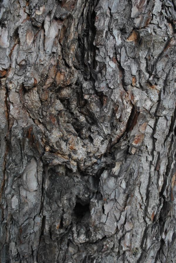 Baumrinde Foto & Bild | anfängerecke - nachgefragt, nachgefragt ...