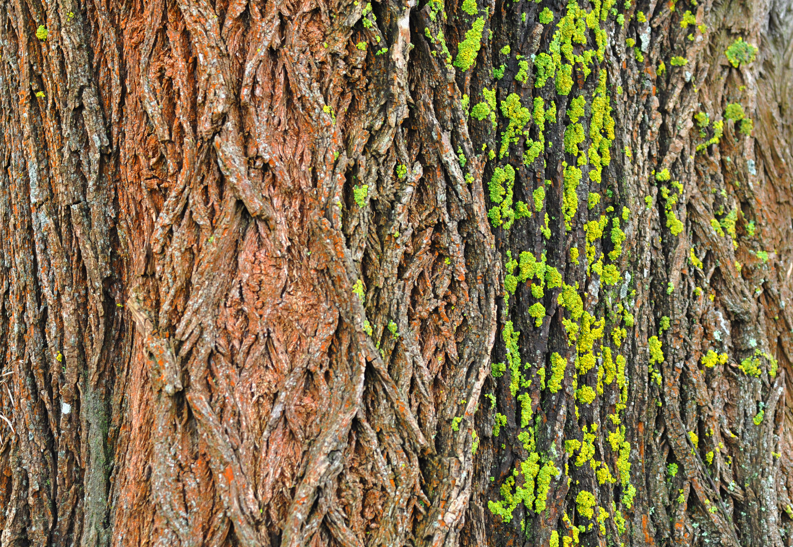 Baumrinde Foto & Bild | baum, stamm, rinde Bilder auf fotocommunity